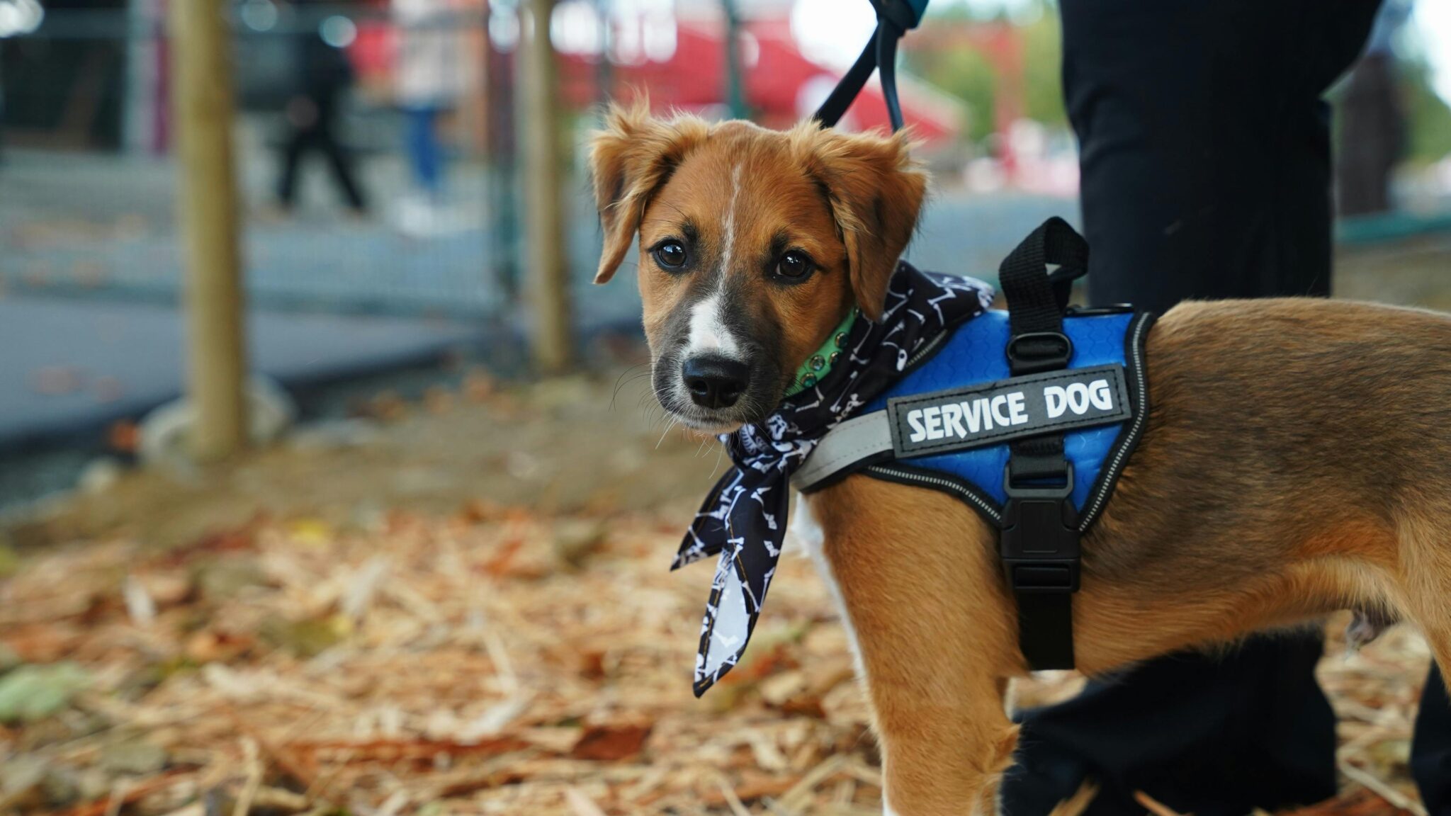 Renting to Tenants with Service Animals (A Guide for Landlords)